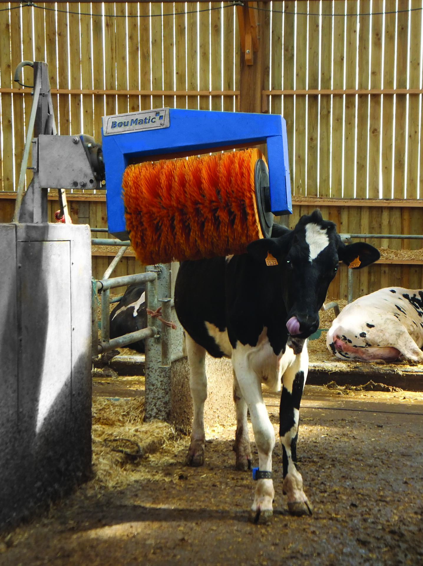 Brosse à vaches - Ets COLLON